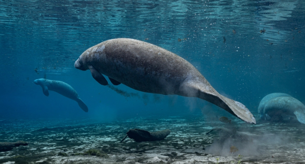 Más de 430 manatíes han muerto en Florida en lo que va del año ¿A qué ...