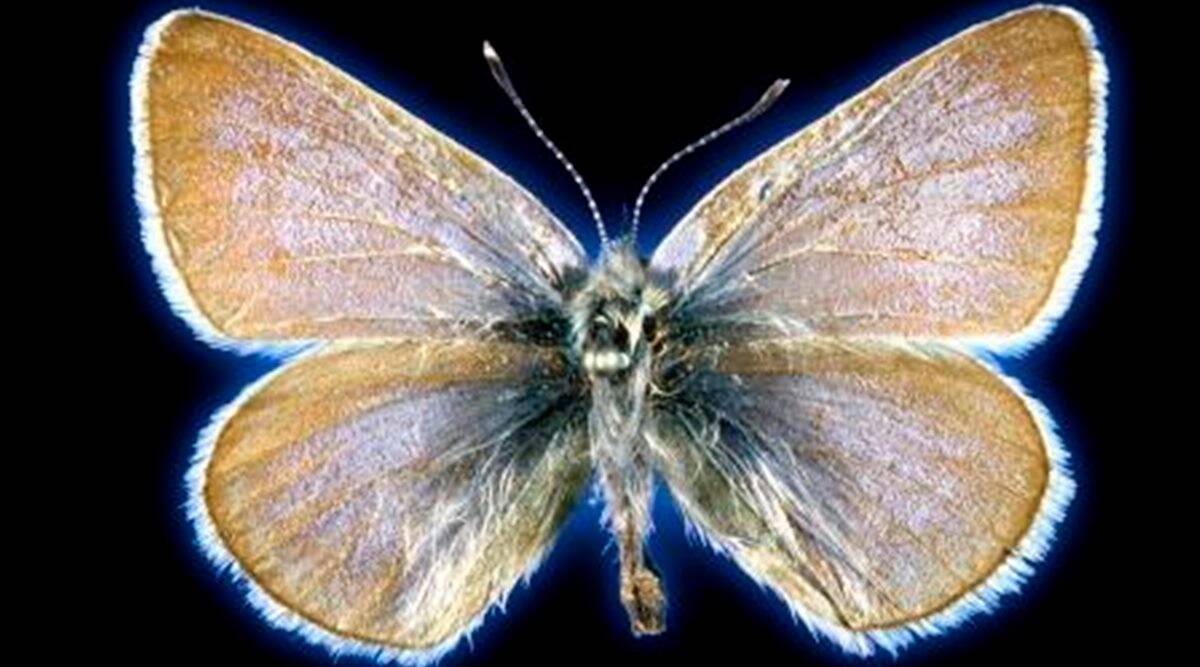 Una famosa mariposa azul: aún extinta pero distinta - Ojalá
