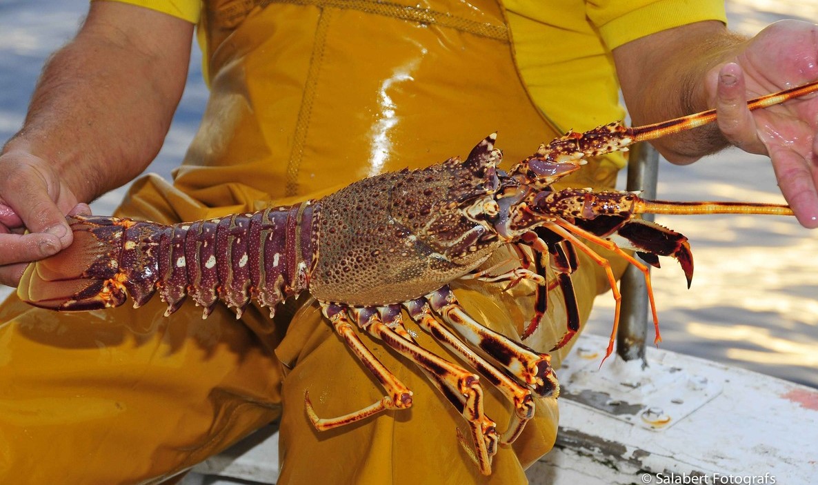Inicia veda de langosta hasta 30 de junio - Ojalá