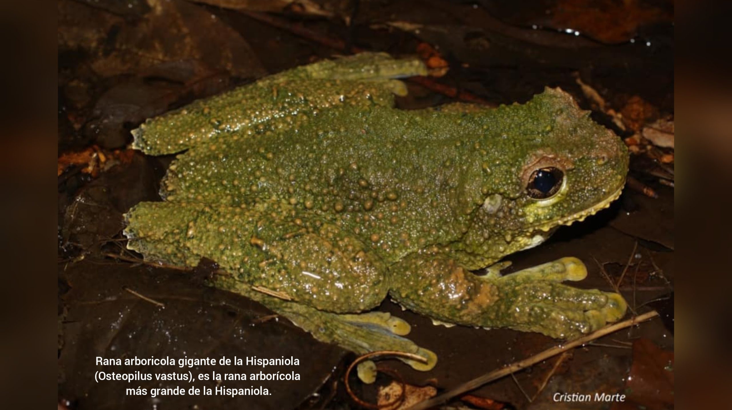 Día Mundial de la Conservación de los Anfibios 2022 - Ojalá