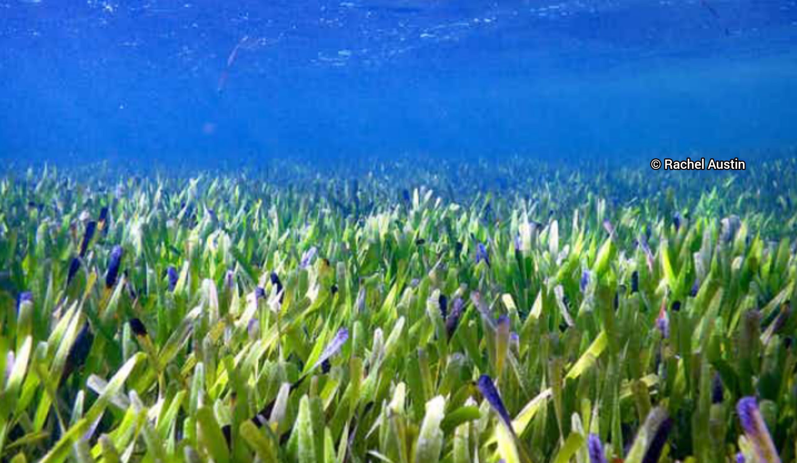 Conozca la planta más grande del mundo: un solo clon de pasto marino ...