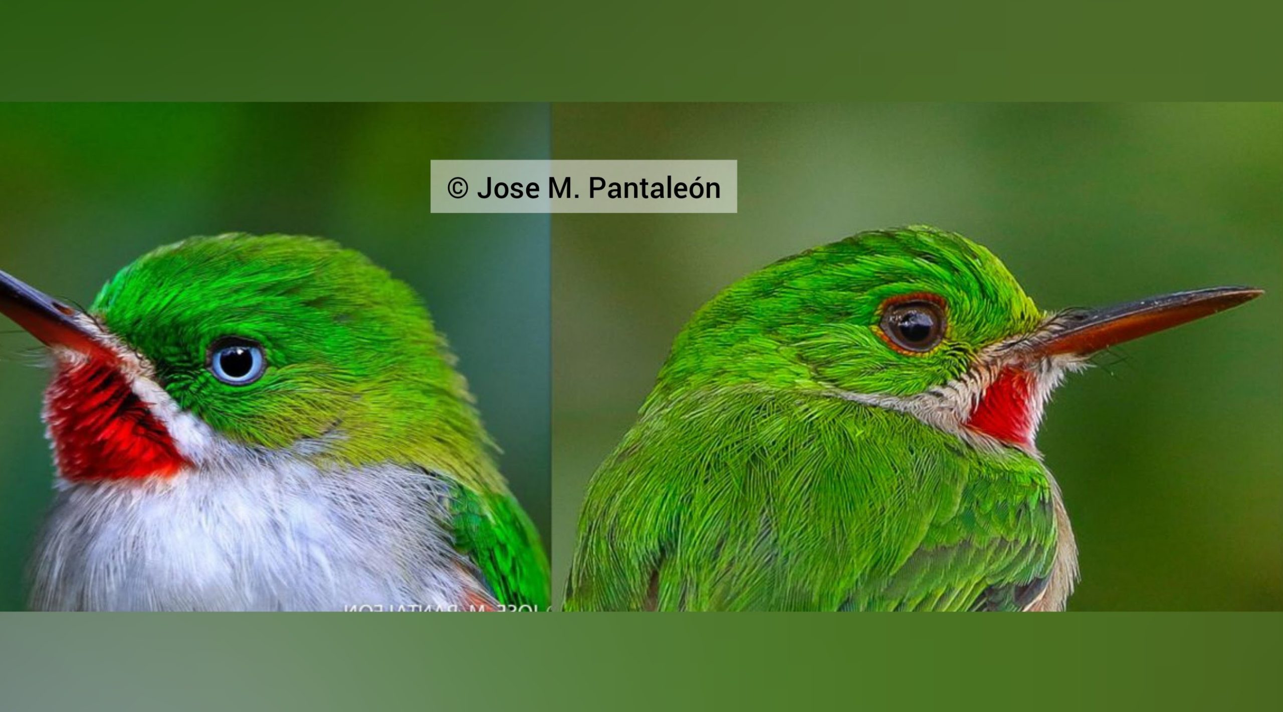 El signo del cimarrón mayor - Ojalá