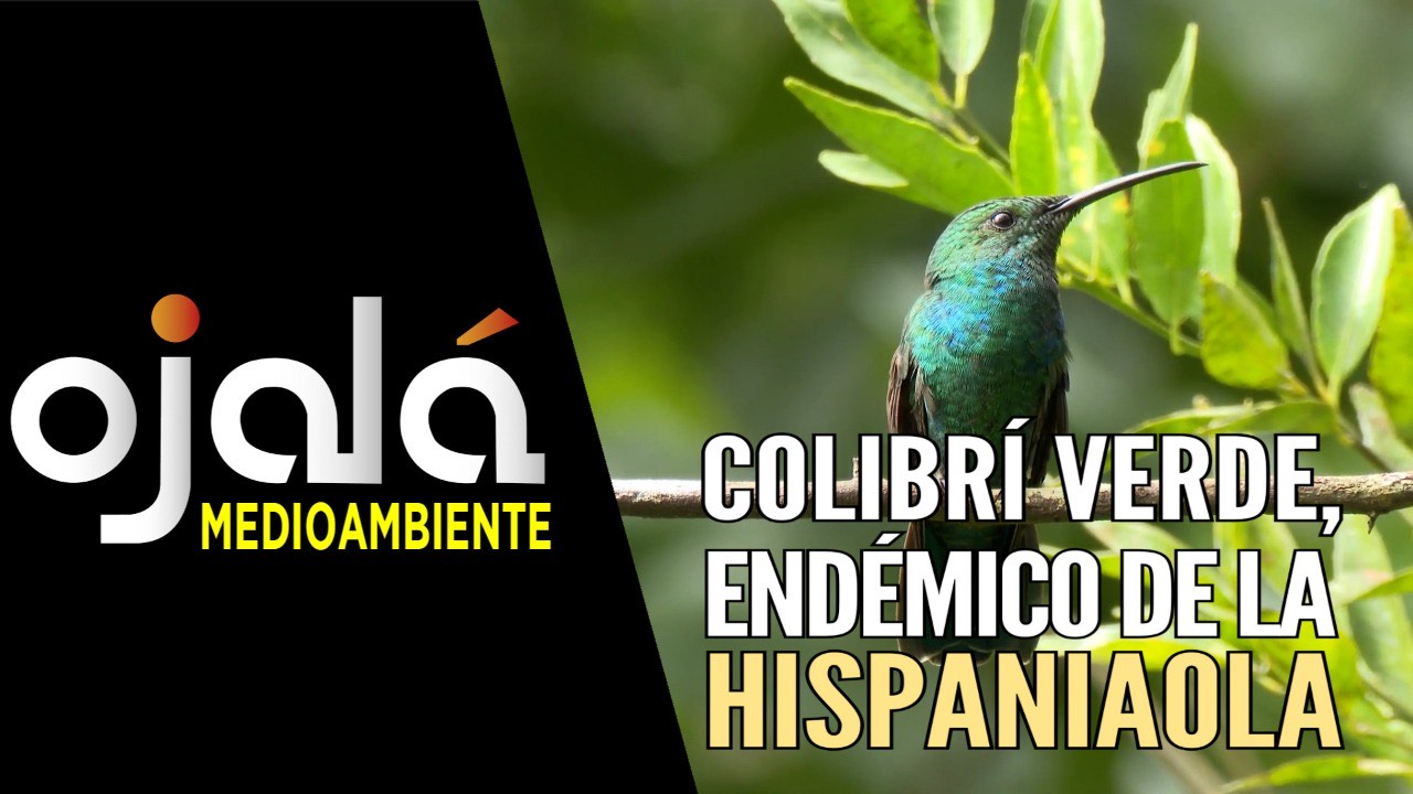 Colibrí verde, endémico de la La Hispaniola - Ojalá