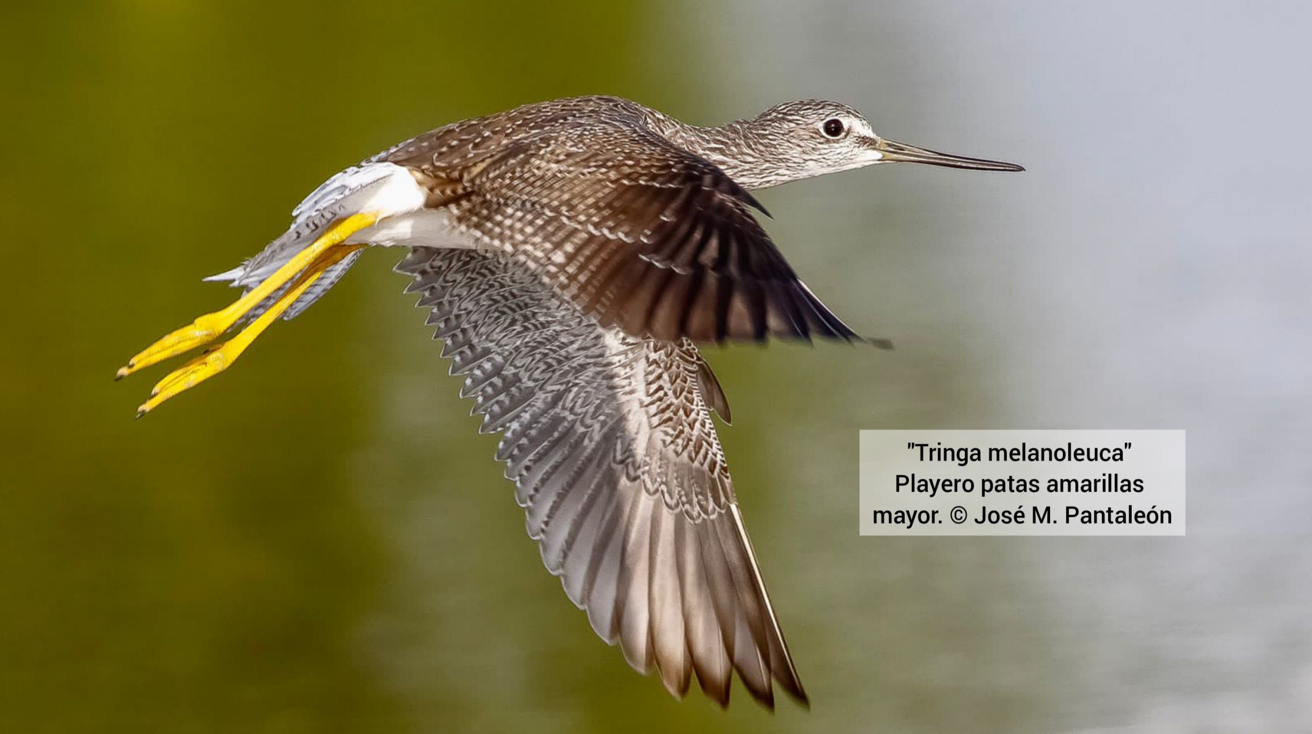 El día en que Cimarrón Mayor se convirtió en Playero - Ojalá