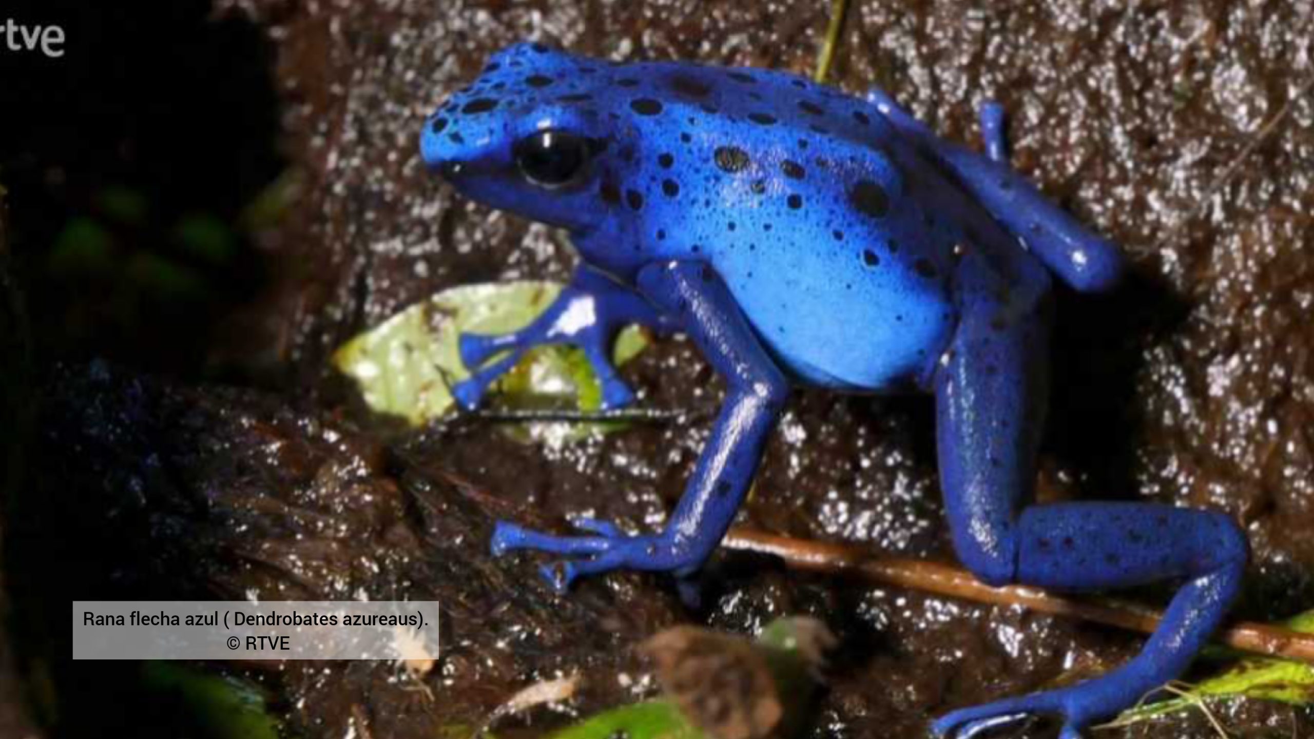 ¿Por qué hay animales de color azul en la naturaleza? - Ojalá