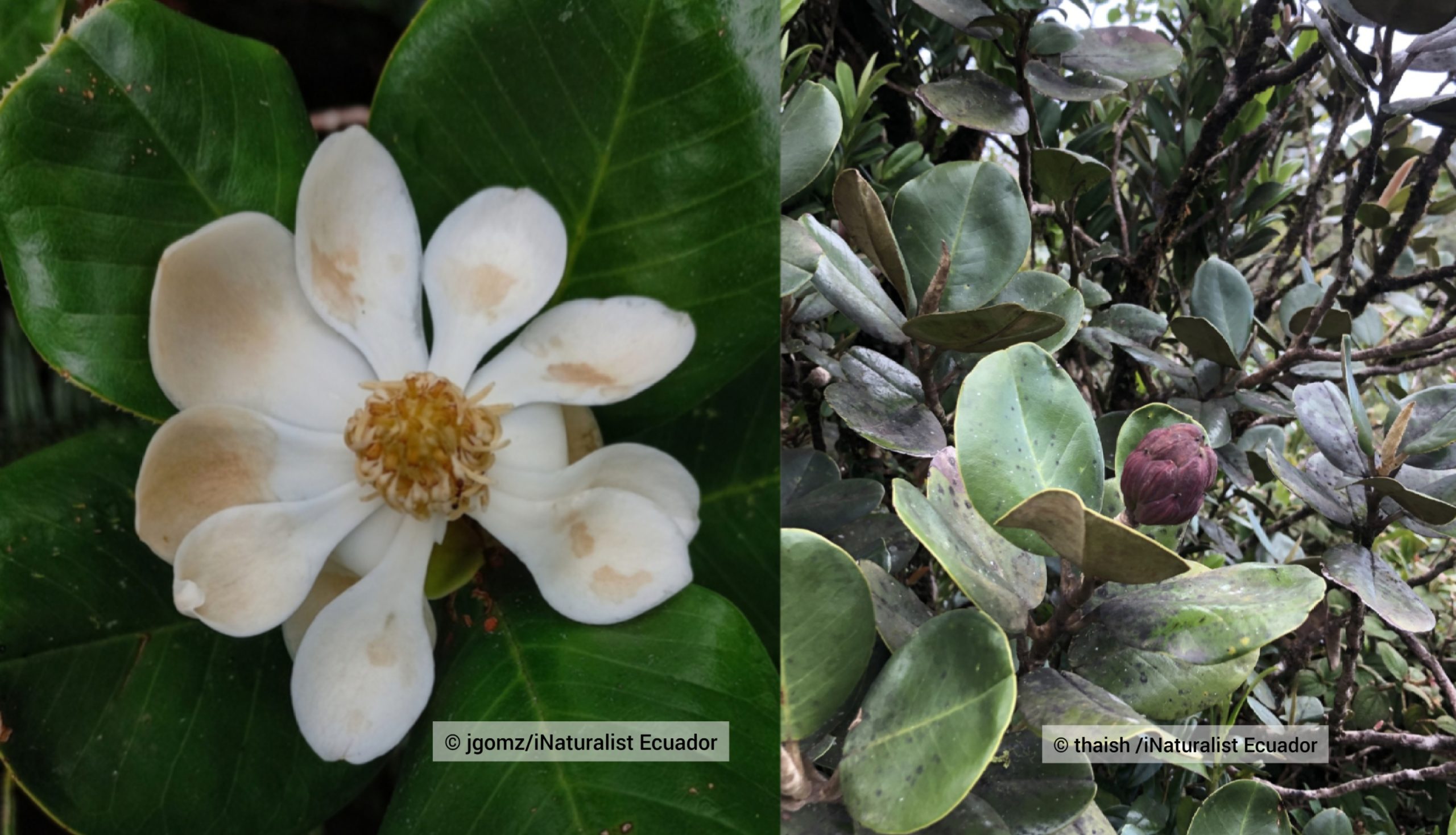 Plantación de Magnolia domingensis en Loma Rodríguez, Valdesia - Ojalá