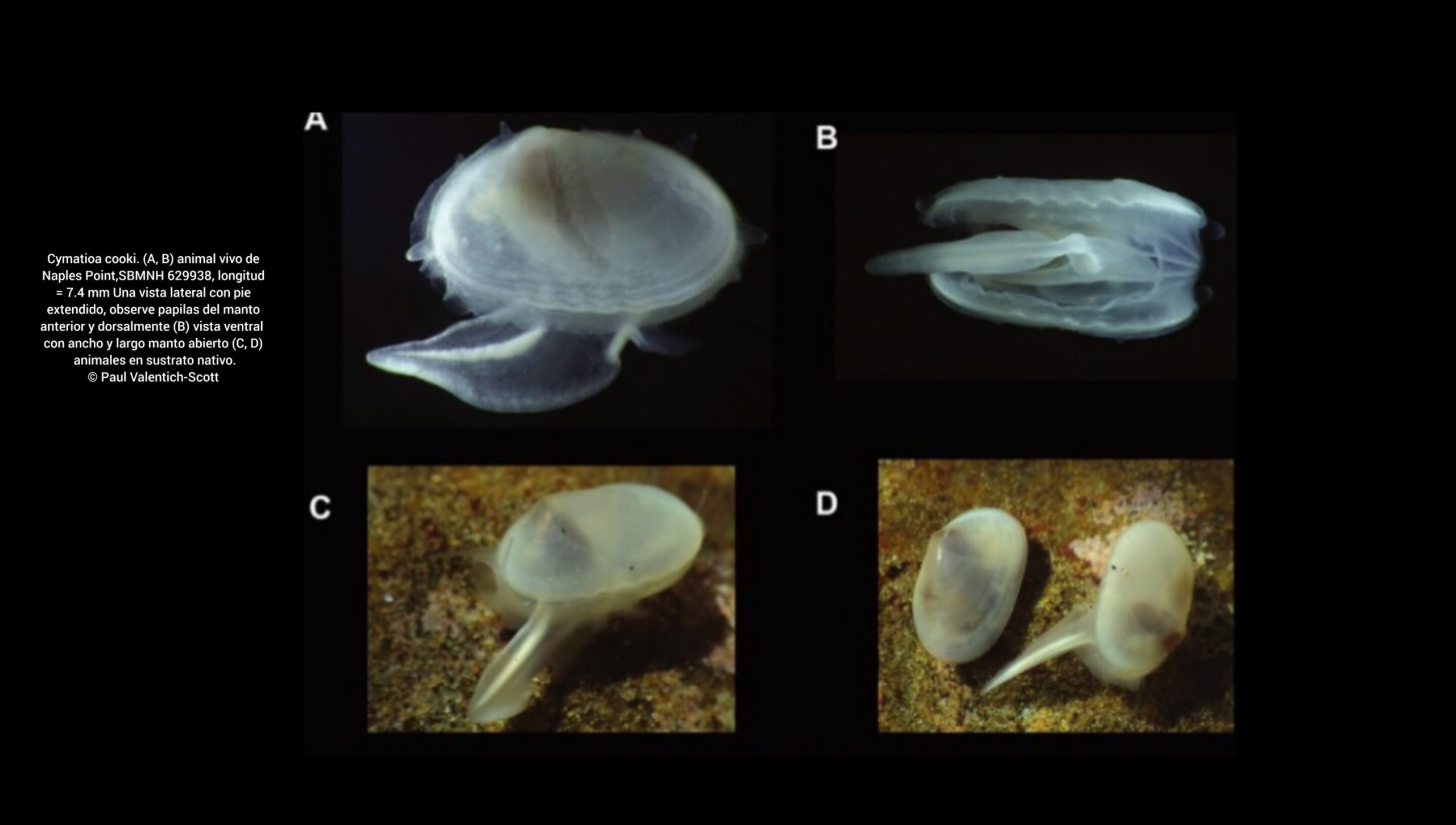 Hallan vivo un animal que se creía extinto hace 40.000 años - Ojalá
