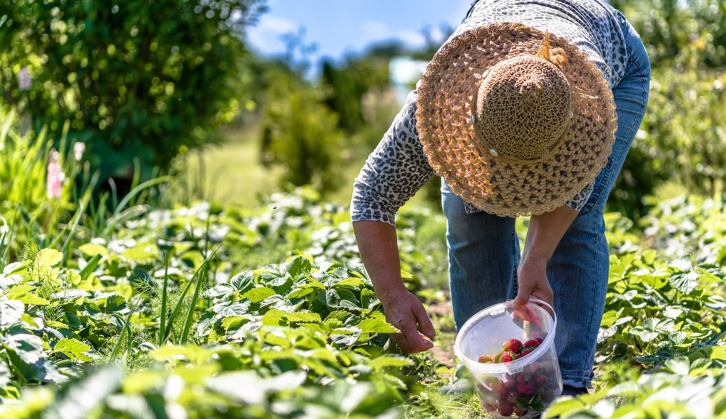 La importancia de la agropecuaria en la República Dominicana - Ojalá