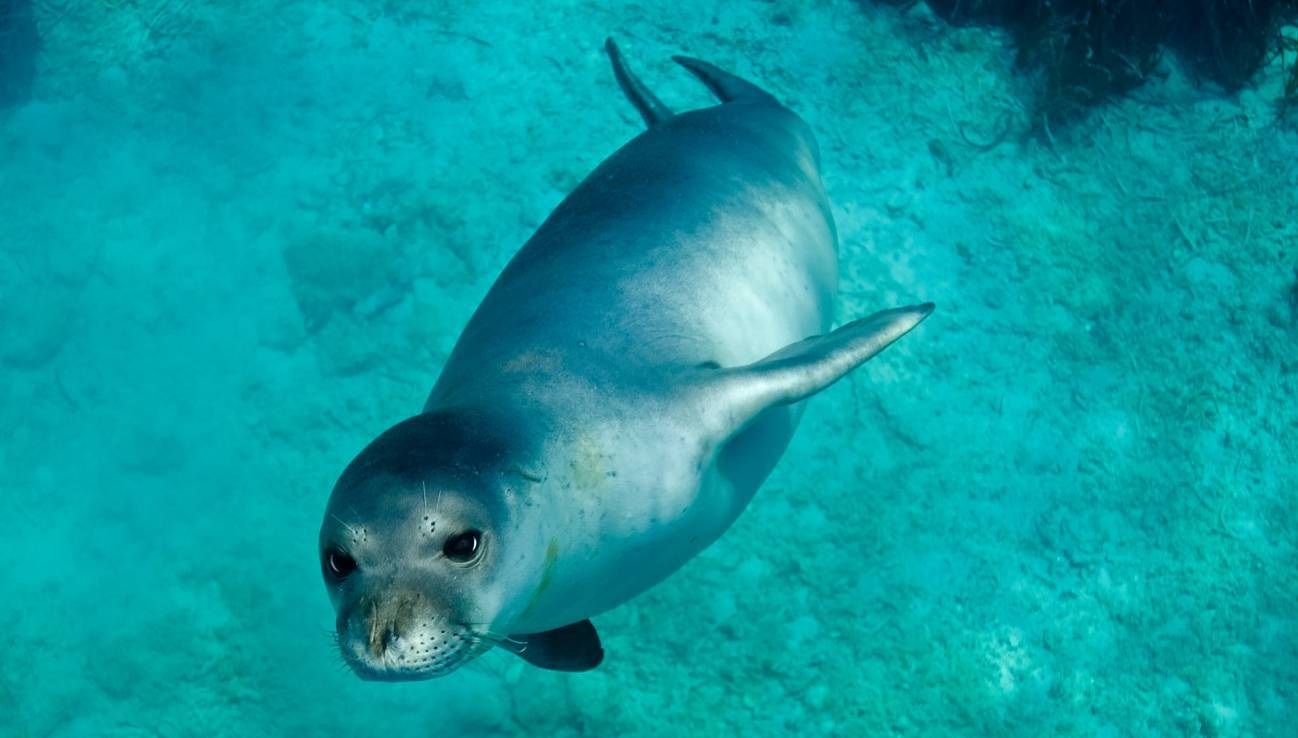 Los microplásticos ya cercan a especies en extinción - Ojalá