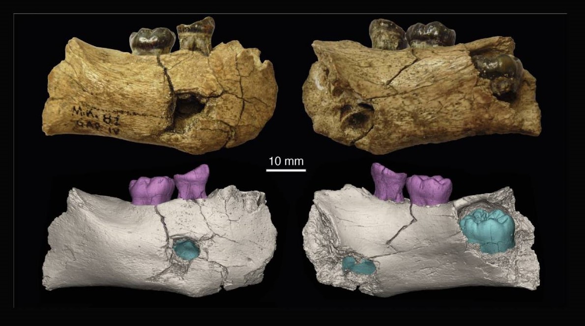 Sitúan por primera vez la aparición del 'Homo erectus' hace 2 millones ...