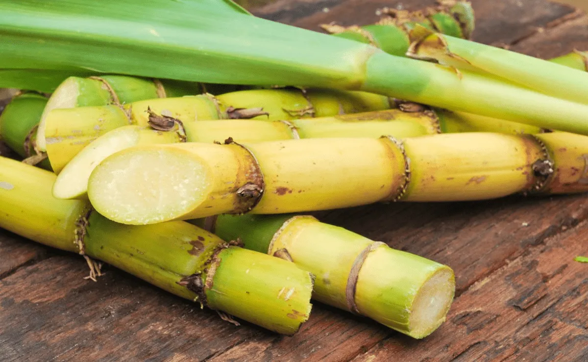 Cuba presenta en COP28 iniciativa ambiental para caña de azúcar - Ojalá