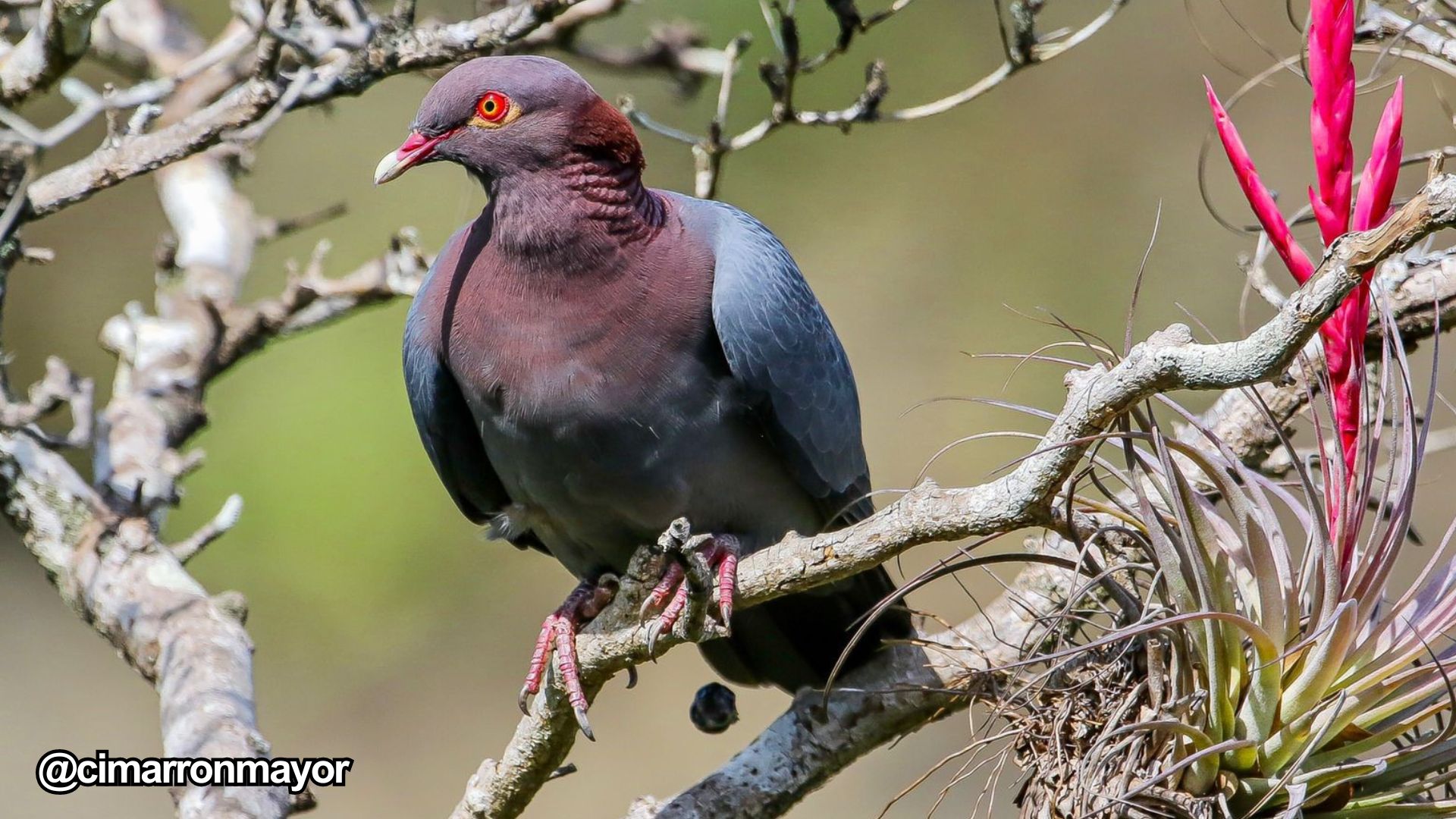 La Furnia de Gurabo, paraíso terrenal en La Línea - Ojalá