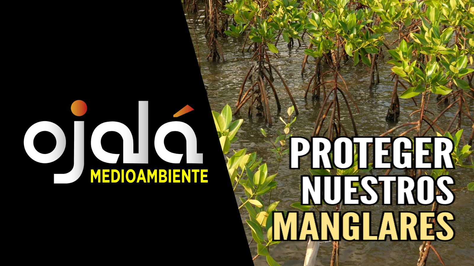 Proteger nuestros manglares - Ojalá