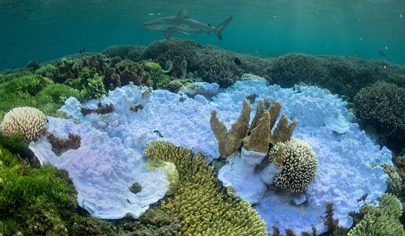 Cambio climático: el impacto de las altas temperaturas en los arrecifes de coral - Ojalá