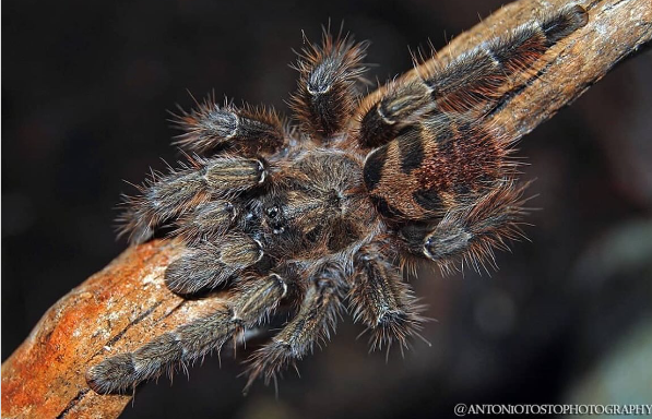 Descubren nueva especie de cacata en RD - Ojalá