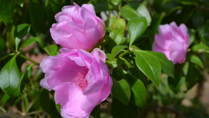 Alianza para la Cero Extinción: por la conservación de la flor nacional ...