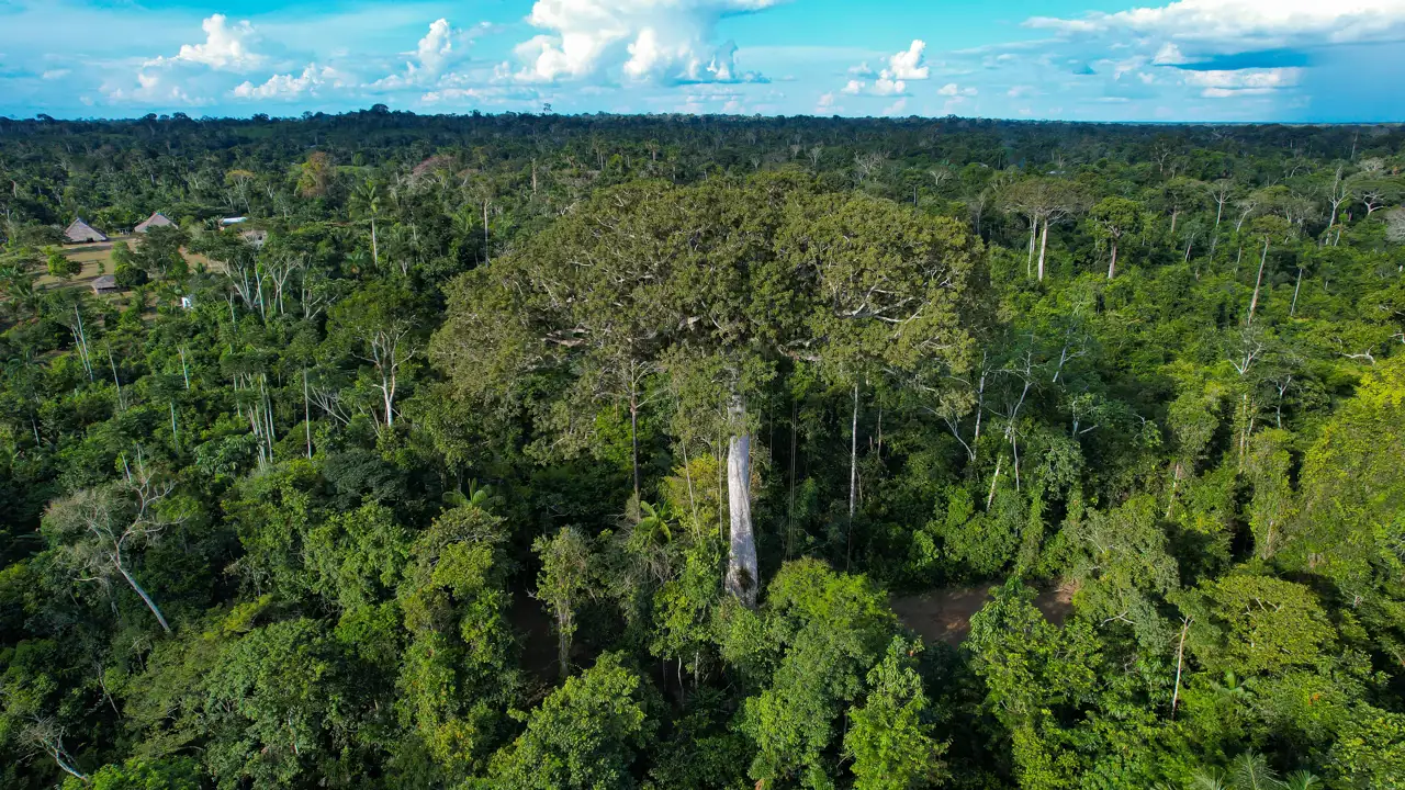 La biodiversidad de árboles impulsa la riqueza de peces en Amazonia - Ojalá