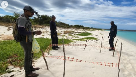 Grupo Jaragua indentifica nidos de tortuga tinglar - Ojalá